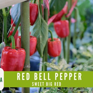 Red Bell Pepper Seeds Sweet Big Red Bell Pepper Heirloom Seeds - Etsy