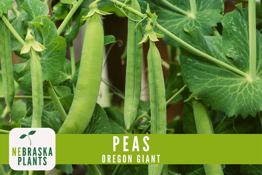 Oregon Giant Pea Seeds 50 Heirloom Pea Seeds - Etsy