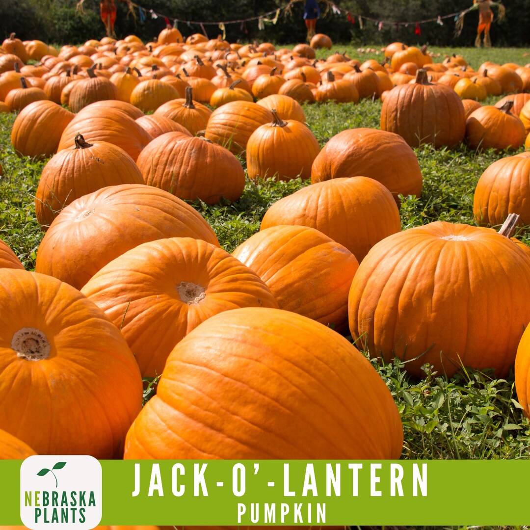 Halloween Pumpkin Seeds Heirloom Jack-o'lantern Pumpkin Seeds Perfect ...