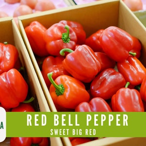 Red Bell Pepper Seeds - Sweet Big Red Bell Pepper Heirloom Seeds - Etsy