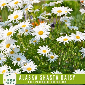 Perennial Flower Seed Collection - 8 Heirloom Perennial Flower ...