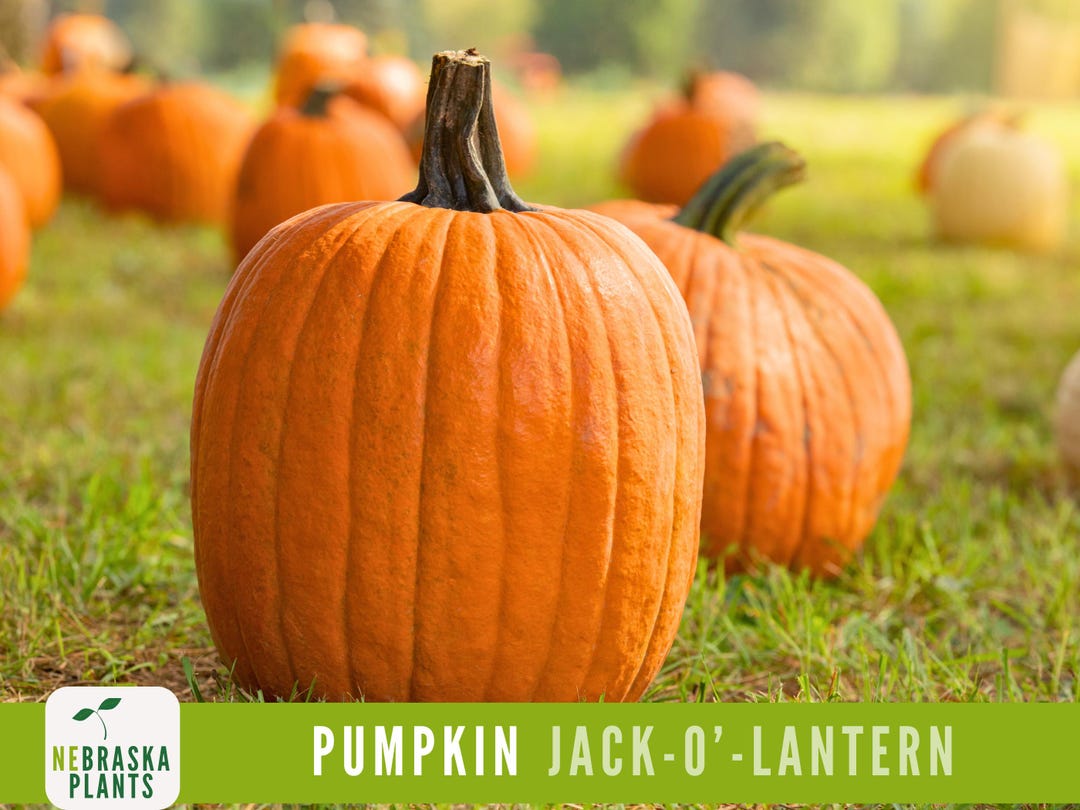 Halloween Pumpkin Seeds - Heirloom Jack-o'-lantern Pumpkin Seeds ...