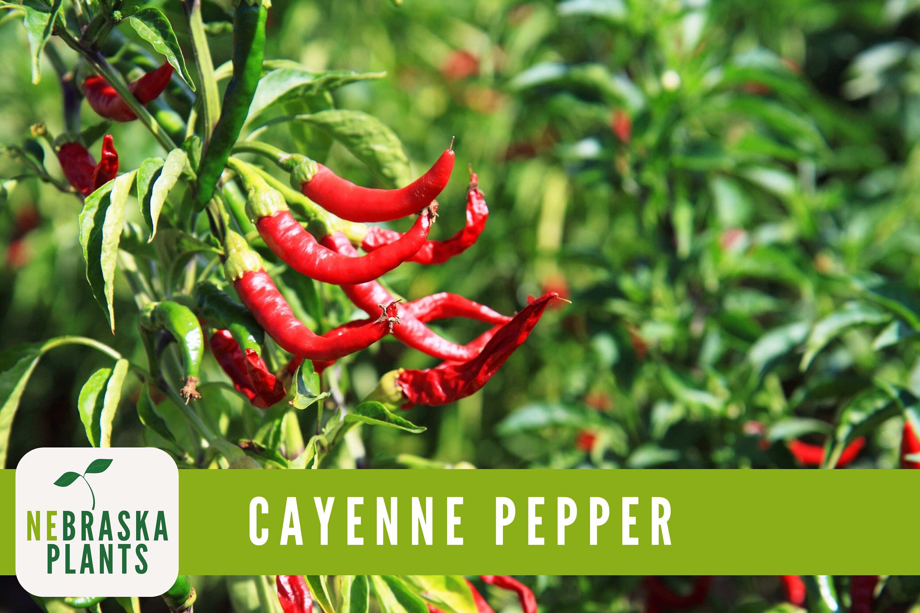 Cayenne Pepper Seeds - Long Slim Hot Heirloom Pepper Seeds - Etsy