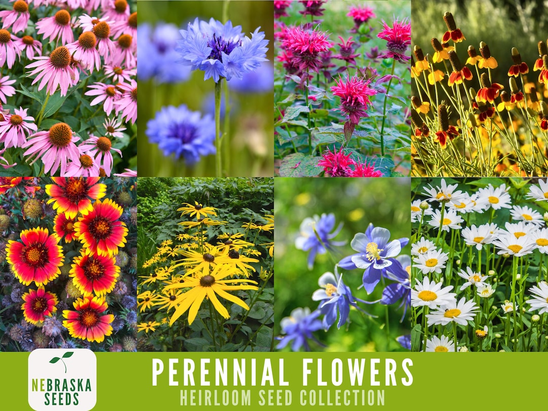 Perennial Flower Seed Collection - 8 Heirloom Perennial Flower ...