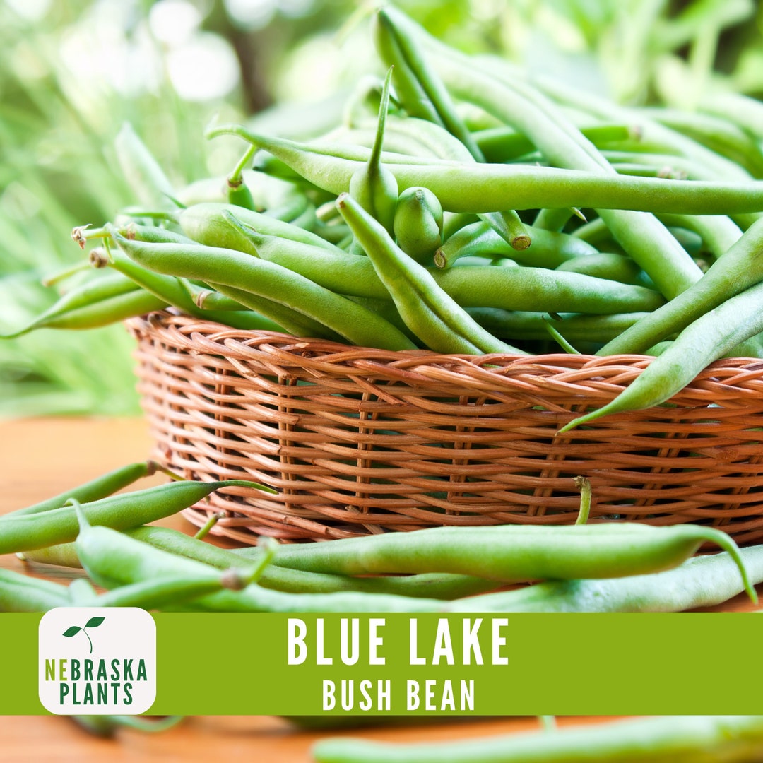 Blue Lake Bush Beans Heirloom Classic Beans for Home Gardeners - Etsy