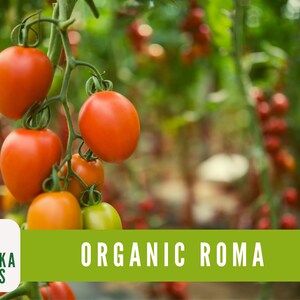 Organic Roma Tomato Seeds - Heirloom Tomato Seeds - Etsy