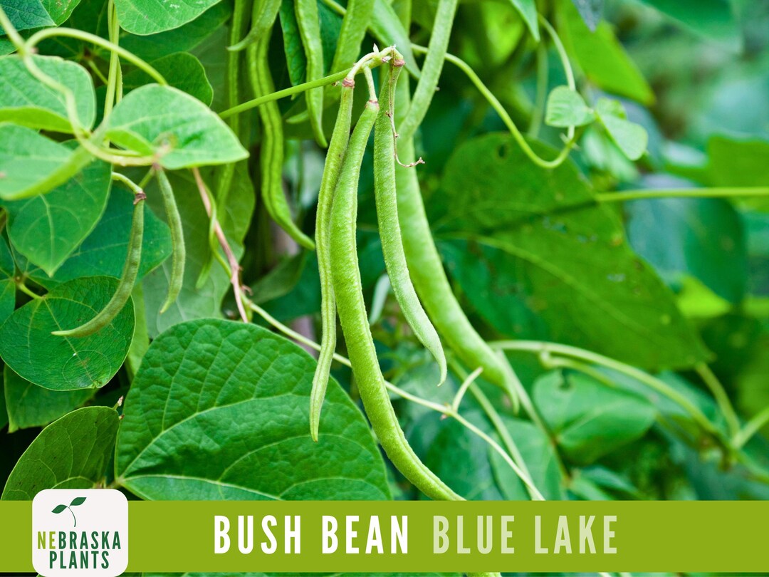 Blue Lake Bush Beans - Heirloom Classic Beans for Home Gardeners! - Etsy