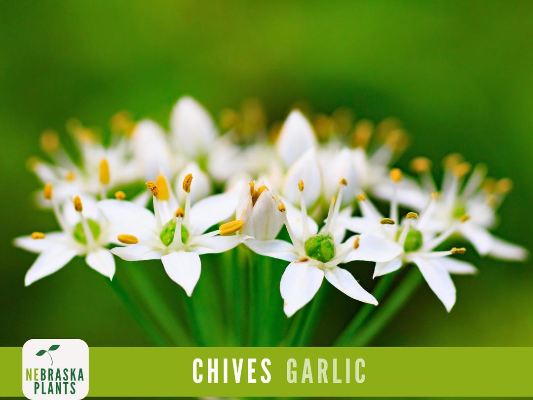 Garlic Chives - Heirloom Chive Seeds - Etsy