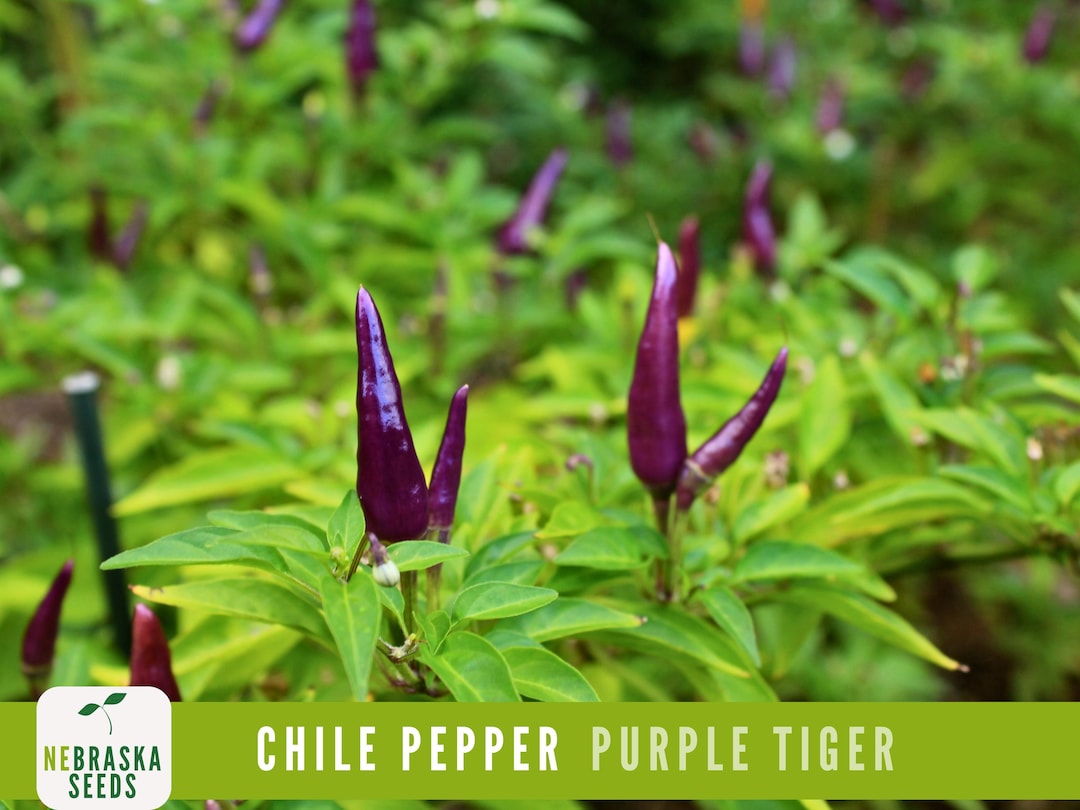 Purple Tiger Chili Pepper Seeds - Rare Heirloom Chile Variety - Great ...