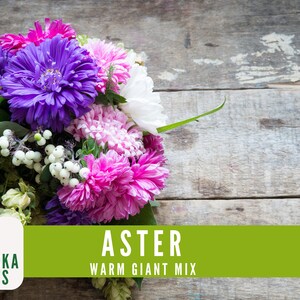 Warm Giant Aster Seeds - Vibrant Multi-color Blooms for Your Pollinator ...