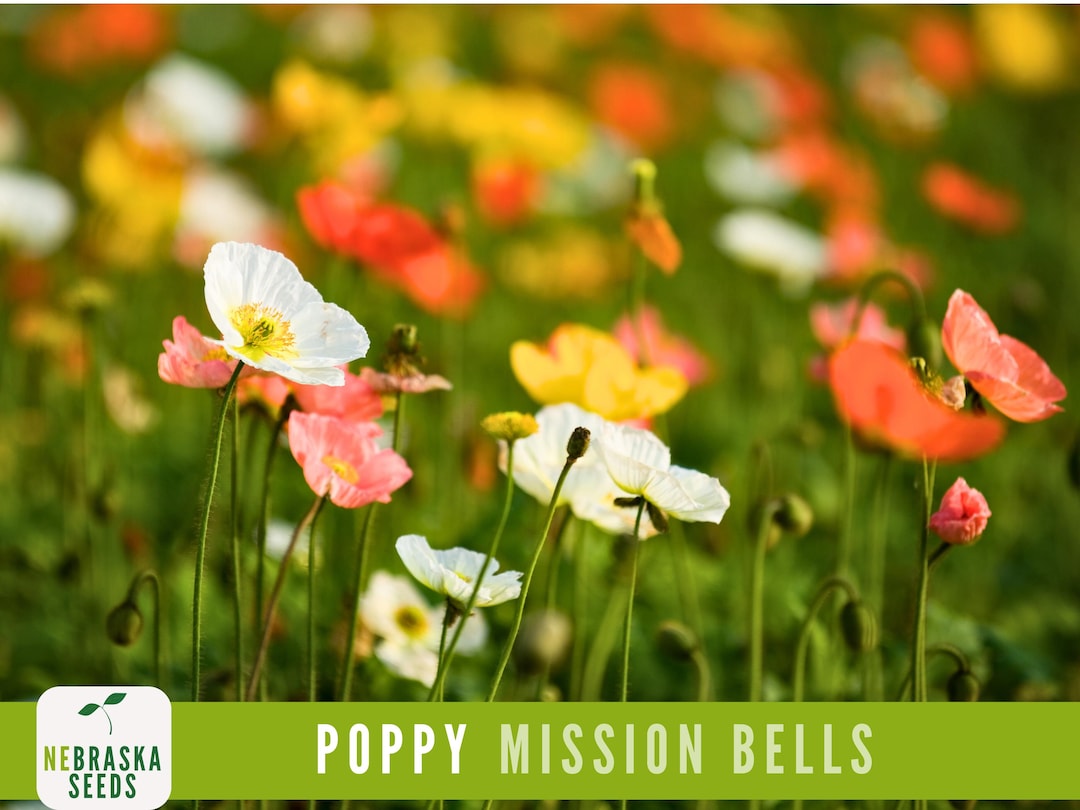 Mission Bells California Poppy Seeds - Heirloom Perennial Seeds for ...