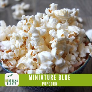 Rare Miniature Blue Popcorn Seeds - Grow Unique Heirloom Popcorn Seeds ...