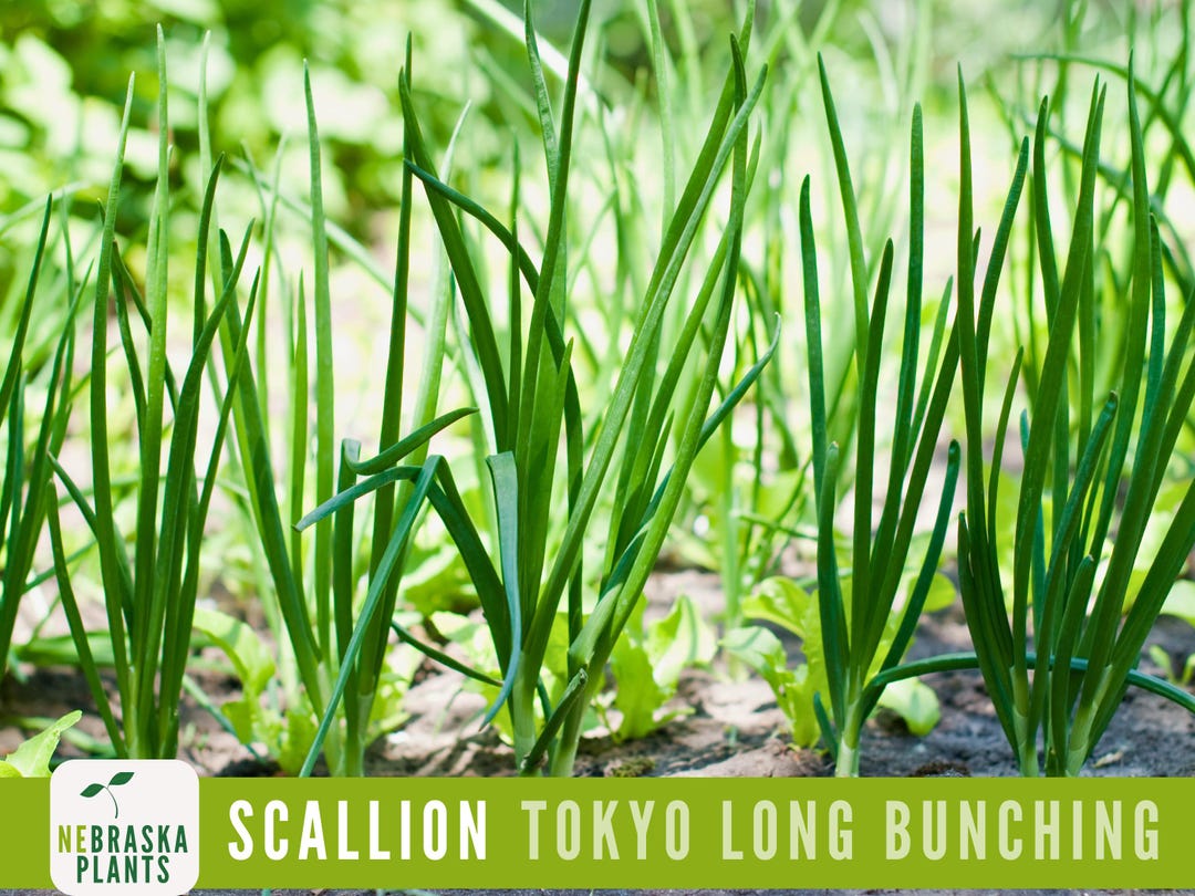Scallion Seeds - Tokyo Long White Bunching Onion Heirloom Seeds - Etsy