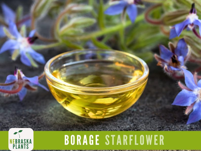 Borage Seeds - Culinary Delight and Bee-friendly Heirloom Herb for Your ...