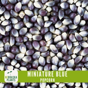 Rare Miniature Blue Popcorn Seeds - Grow Unique Heirloom Popcorn Seeds ...