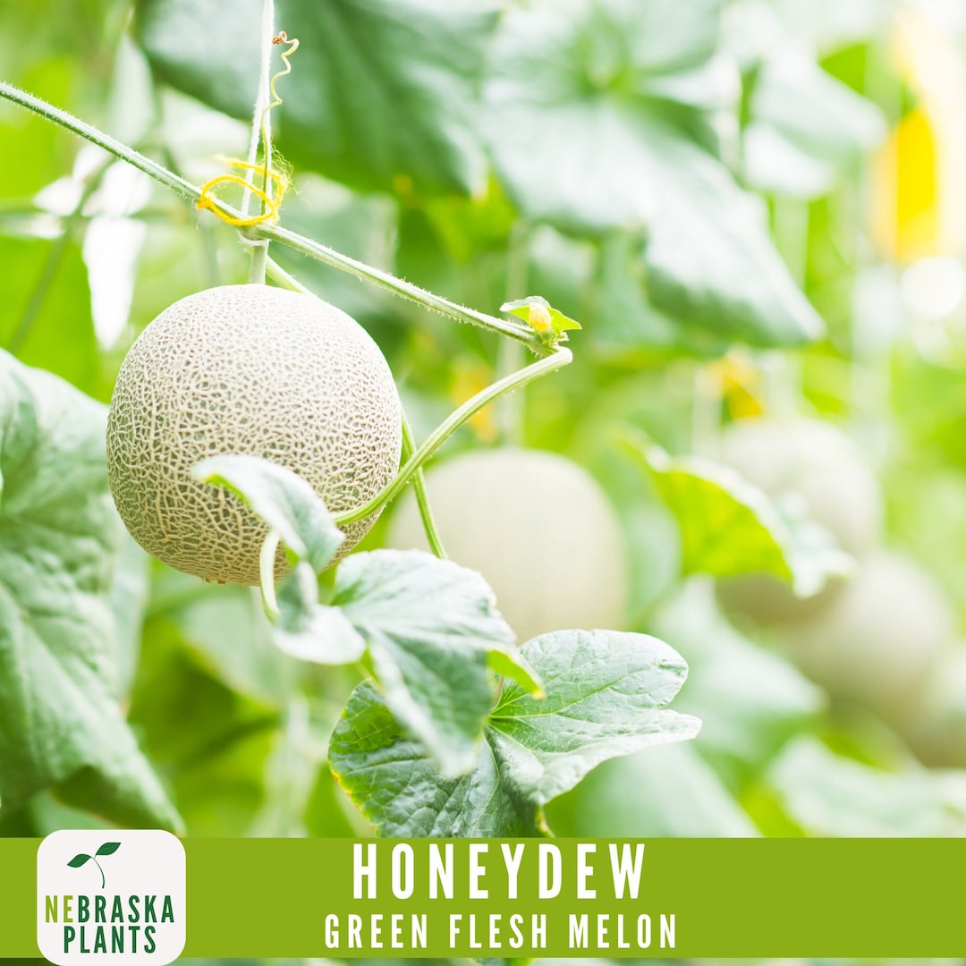 Green Honeydew Melon Seeds Heirloom Melon Seeds for Delicious Home ...