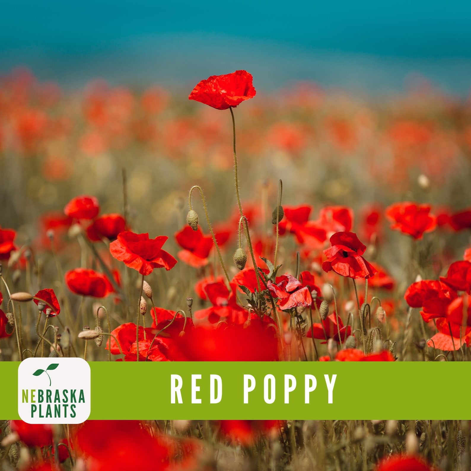 Red Poppy Seeds | Heirloom Wildflower | Classic Pollinator-friendly ...