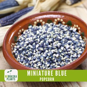 Rare Miniature Blue Popcorn Seeds - Grow Unique Heirloom Popcorn Seeds ...
