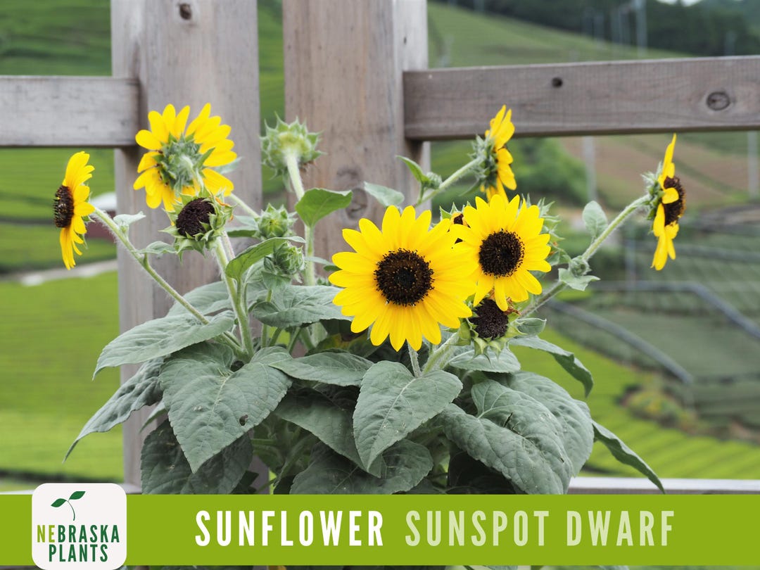 Sunflower Seeds - Sunspot Dwarf Heirloom Sunflower Garden Seeds - Etsy