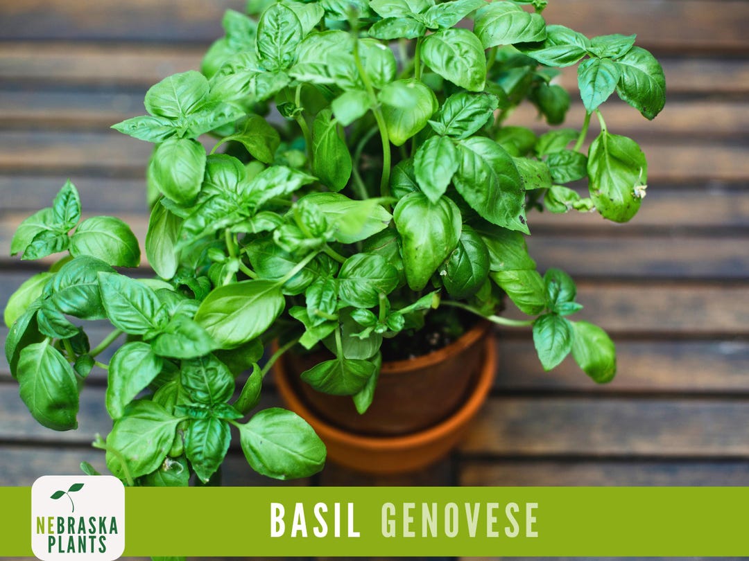 Genovese Basil Seeds - Heirloom Basil for Your Culinary Garden! - Etsy