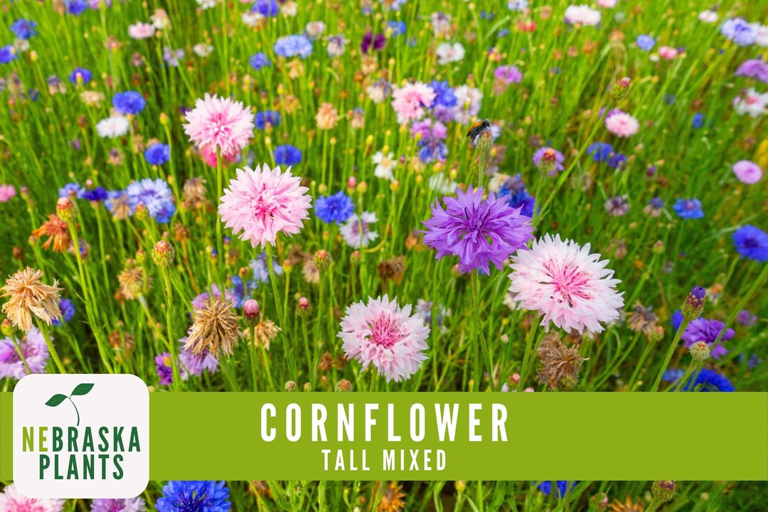 Cornflower Seeds Tall Mixed Heirloom Cornflower Seeds - Etsy