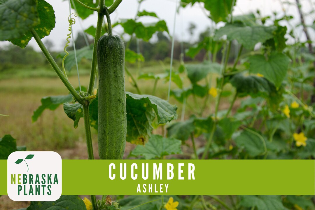 Cucumber Seeds Ashley Cucumber Heirloom Garden Seeds - Etsy