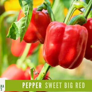 Red Bell Pepper Seeds - Sweet Big Red Bell Pepper Heirloom Seeds - Etsy
