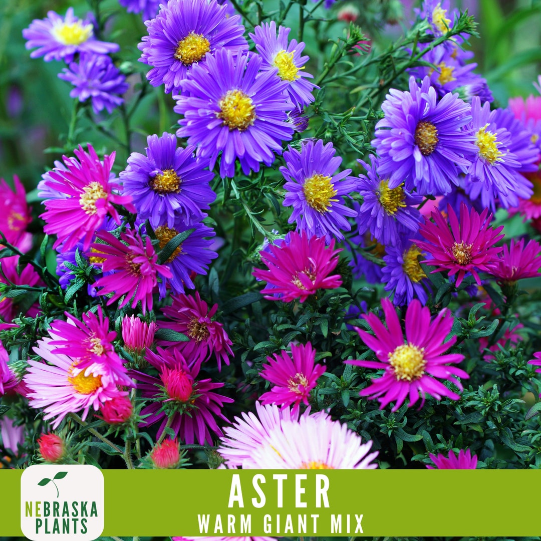 Warm Giant Aster Seeds Vibrant Multi-color Blooms for Your Garden - Etsy