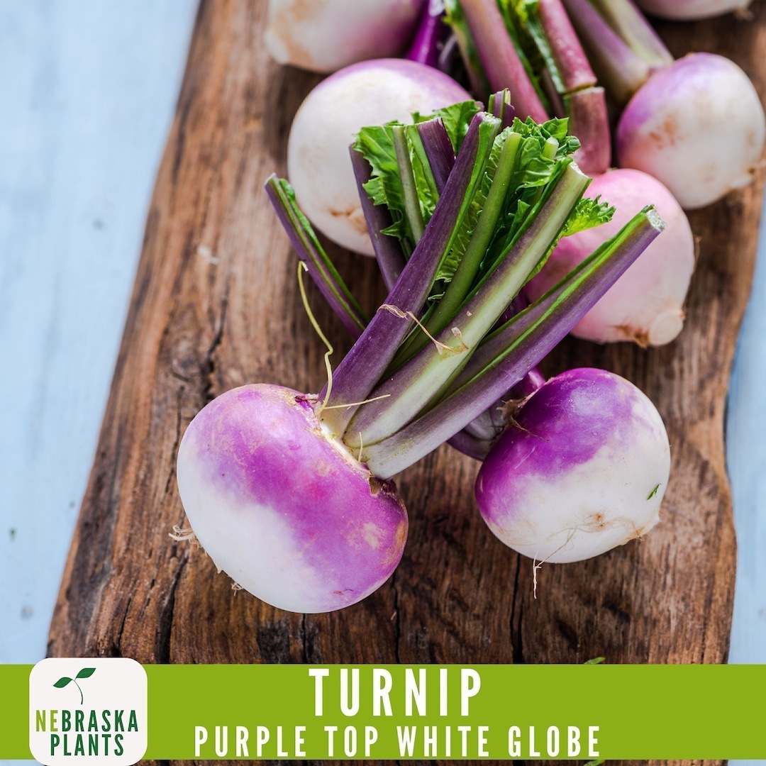 Purple Top White Globe Turnip Seeds Heirloom Purple Turnips for Home ...