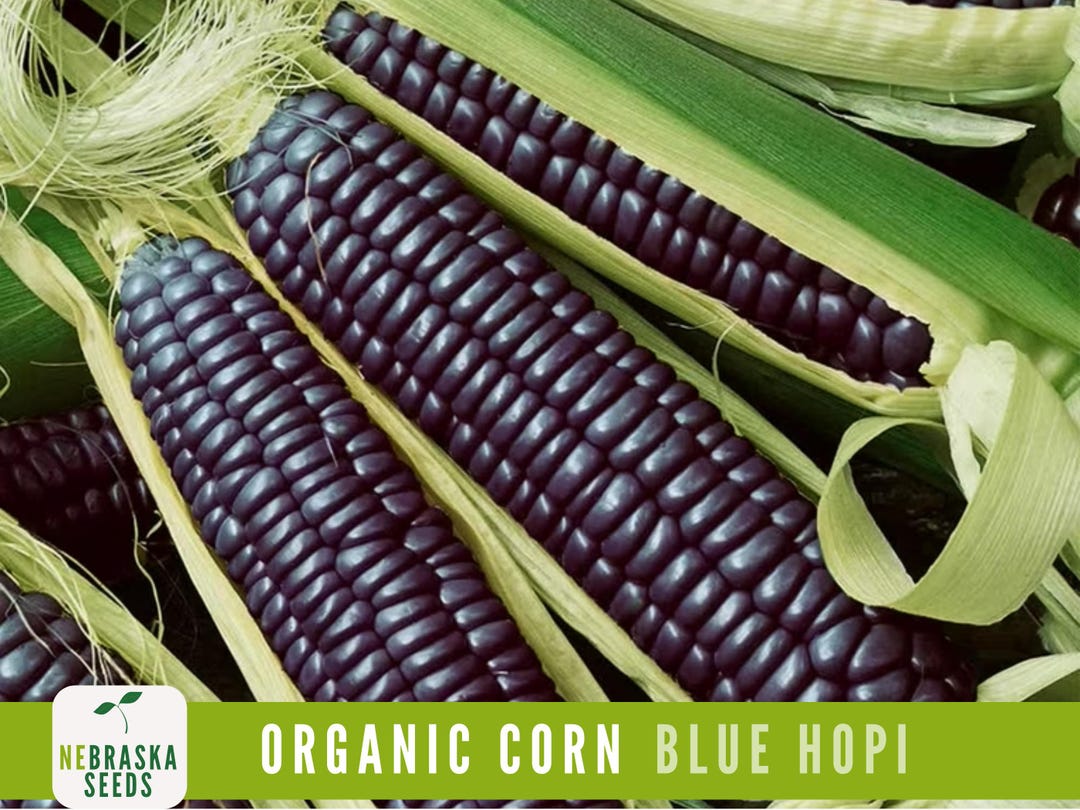 Organic Blue Hopi Corn Seeds | Heirloom | Non-gmo | Drought-resistant ...