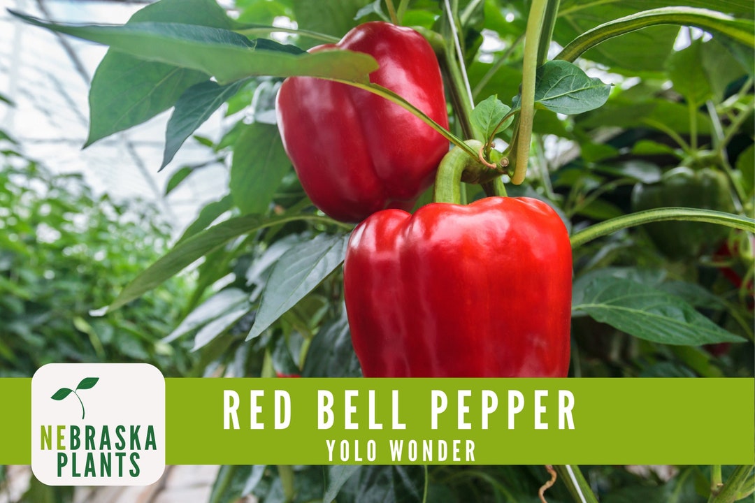 Red Bell Pepper Seeds Yolo Wonder Heirloom Red Pepper Seeds - Etsy