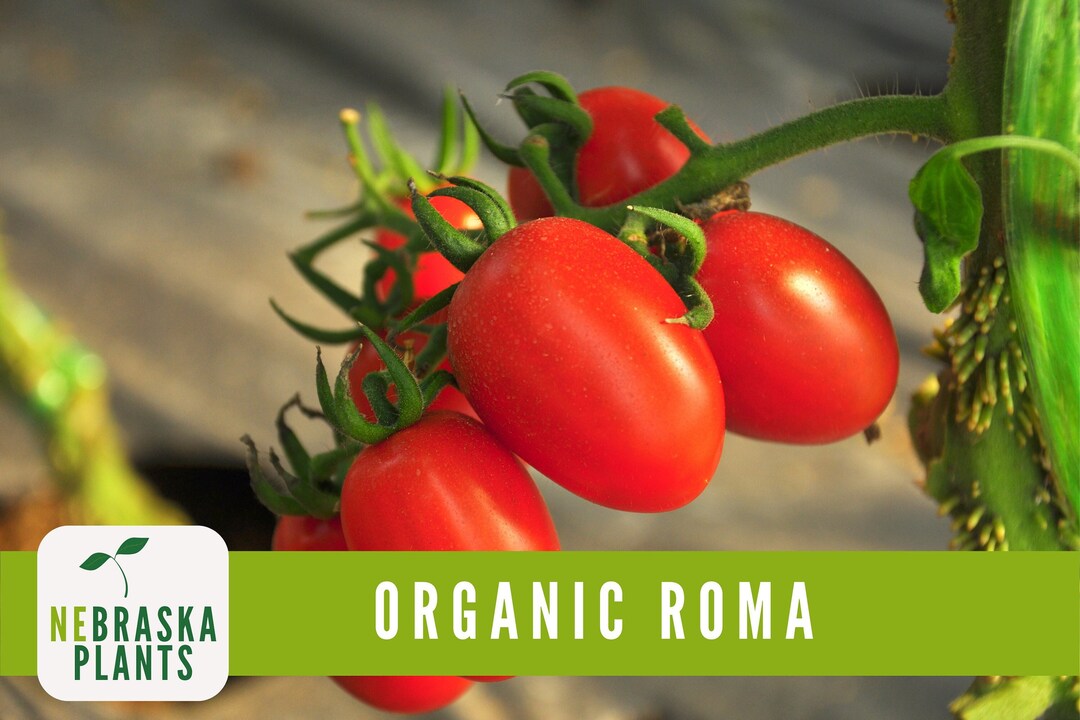 Organic Roma Tomato Seeds Heirloom Tomato Seeds - Etsy