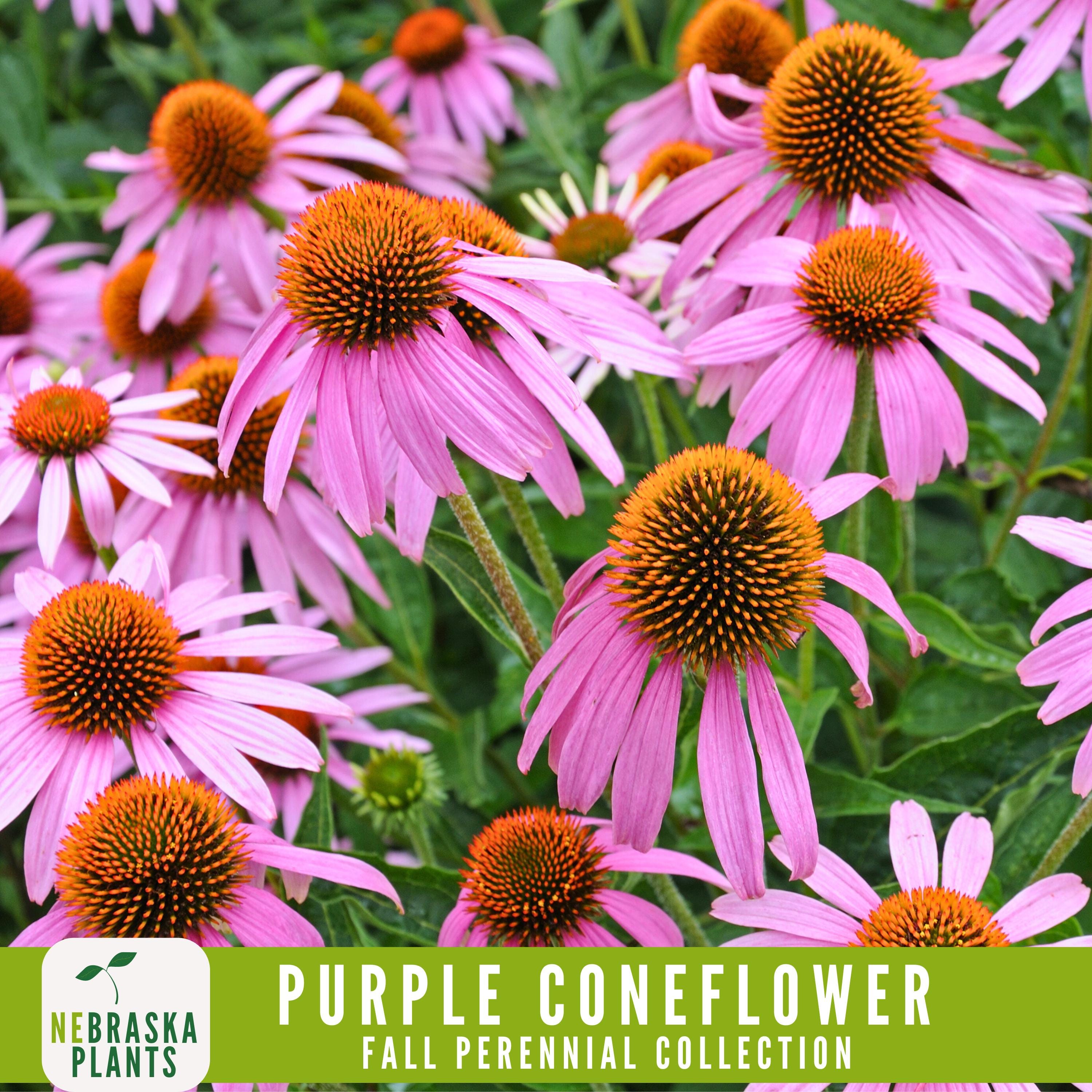 Perennial Flower Seed Collection - 8 Heirloom Perennial Flower ...
