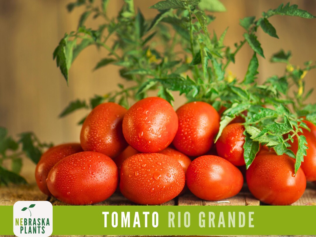 Rio Grande Tomato Seeds - Heirloom Paste Tomato Seeds - Etsy