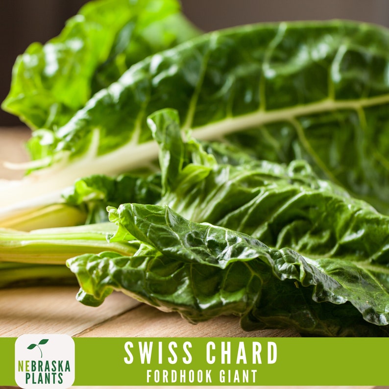 Fordhook Giant Swiss Chard Seeds - Heirloom Variety for Abundant ...