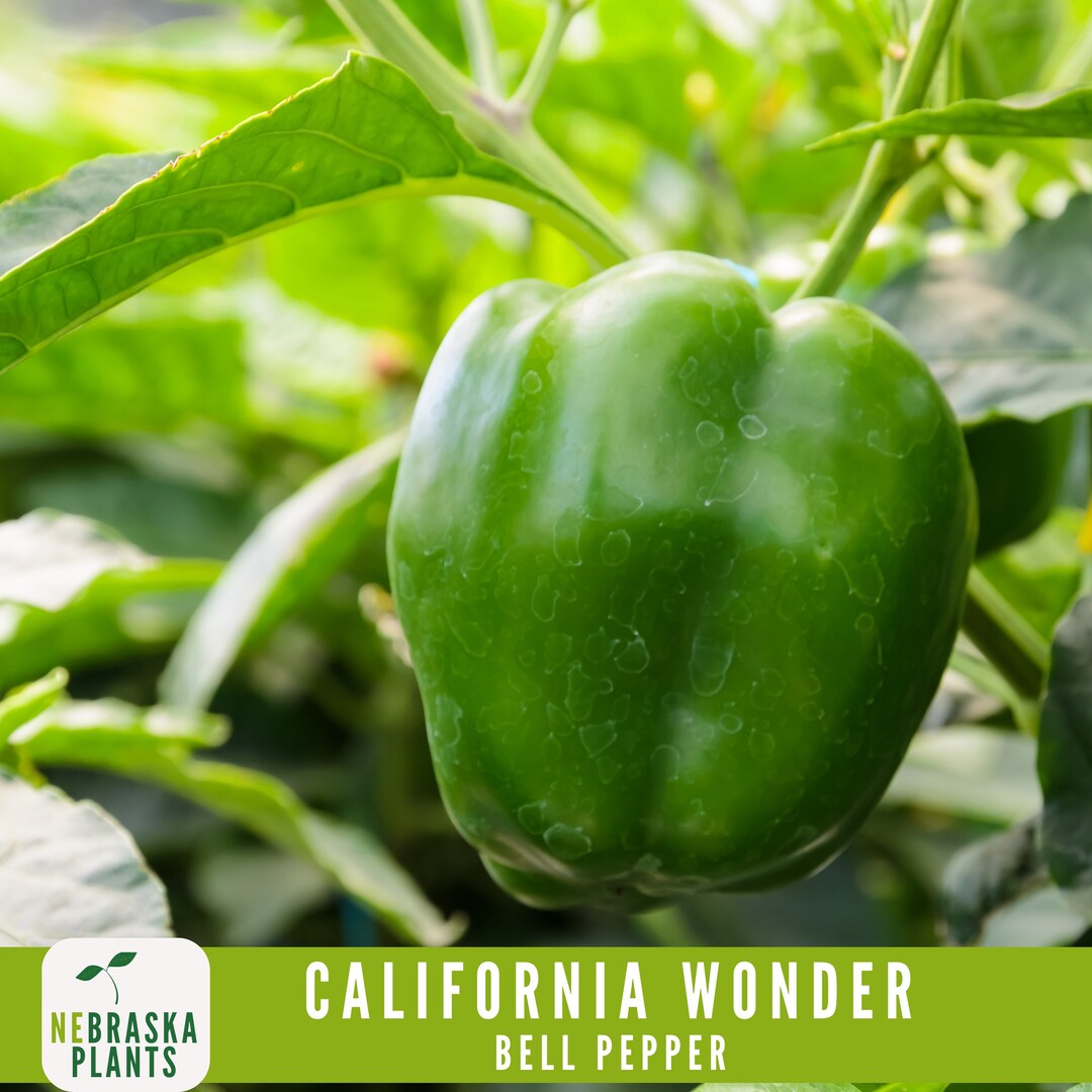California Wonder Heirloom Bell Pepper Seeds Fresh and Crisp Green Bell ...