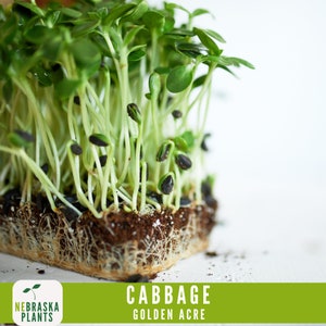 Golden Acre Cabbage Seeds - Heirloom, Easy-to-grow Seeds for Early ...