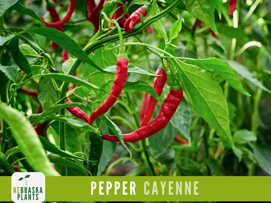 Cayenne Pepper Seeds - Long Slim Hot Heirloom Pepper Seeds - Etsy