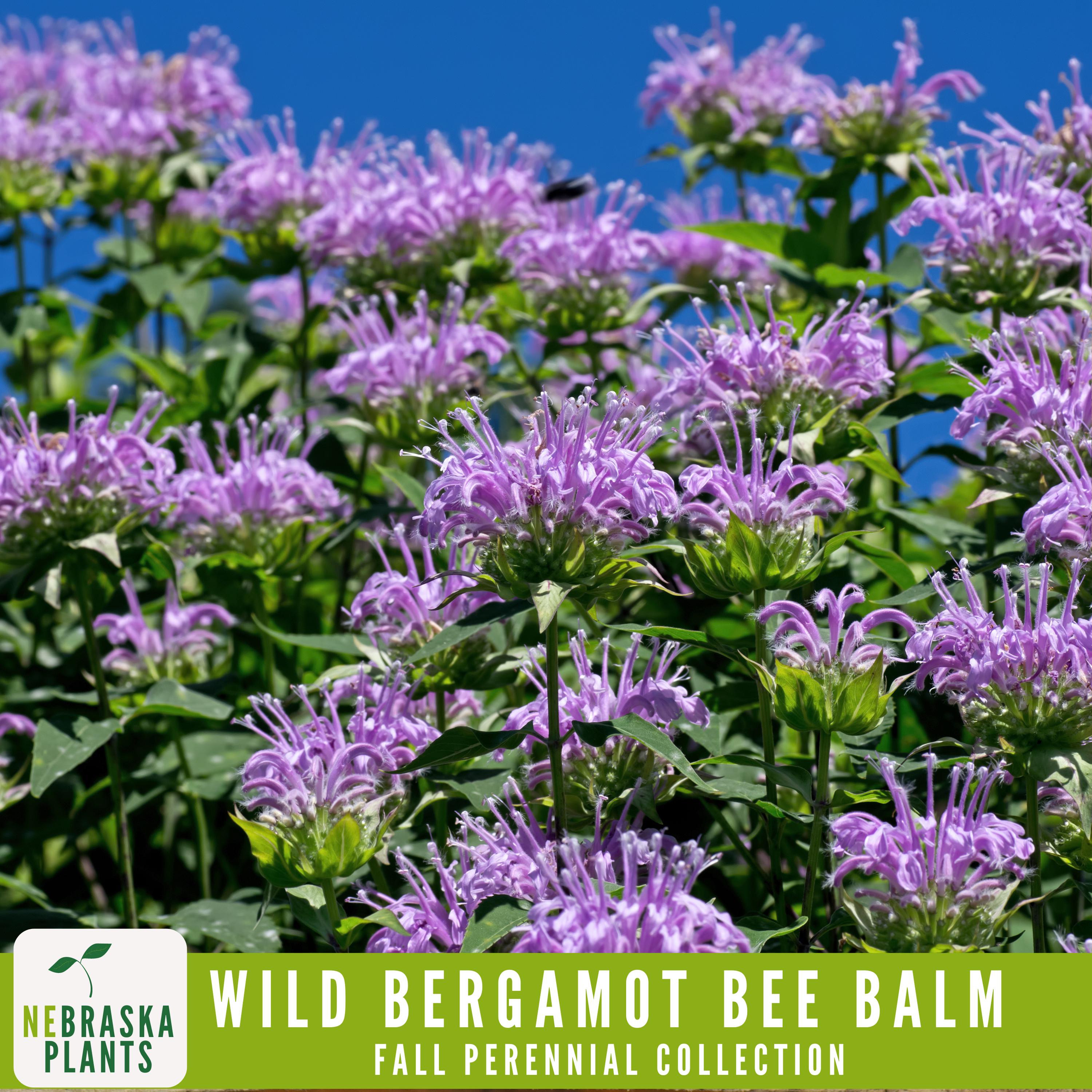 Perennial Flower Seed Collection - 8 Heirloom Perennial Flower ...