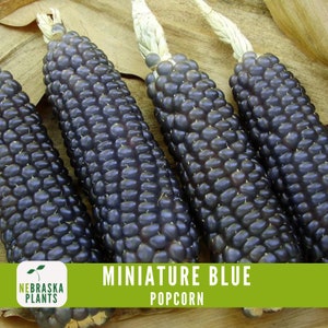 Rare Miniature Blue Popcorn Seeds - Grow Unique Heirloom Popcorn Seeds ...