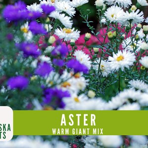 Warm Giant Aster Seeds - Vibrant Multi-color Blooms for Your Pollinator ...