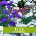 Warm Giant Aster Seeds - Vibrant Multi-color Blooms for Your Pollinator ...
