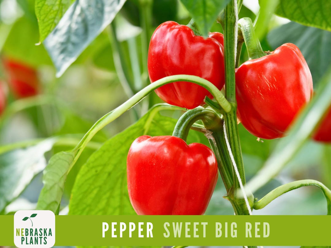 Red Bell Pepper Seeds - Sweet Big Red Bell Pepper Heirloom Seeds - Etsy