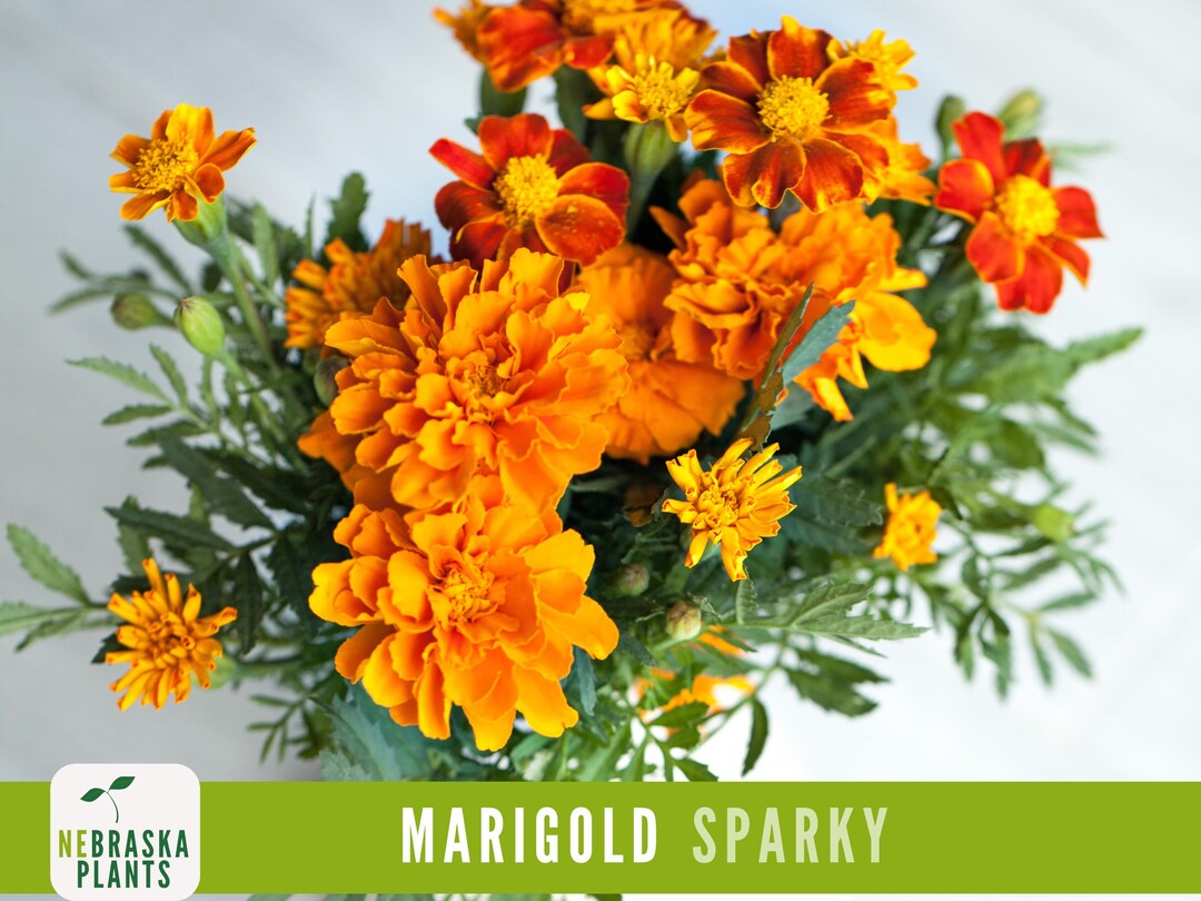 Sparky Marigold Seeds | Heirloom French Marigold | Pollinator & Pest ...
