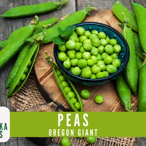 Oregon Giant Pea Seeds - 50+ Heirloom Pea Seeds - Etsy