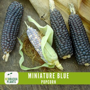 Rare Miniature Blue Popcorn Seeds Grow Unique Heirloom Popcorn Seeds in ...