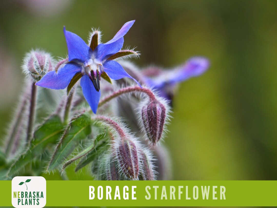 Borage Seeds - Culinary Delight and Bee-friendly Heirloom Herb for Your ...