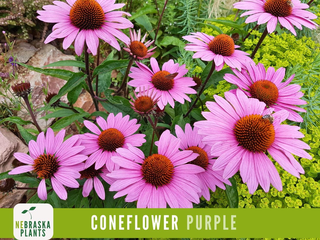 Purple Coneflower Seeds - Heirloom Native Perennial Flowers for a ...
