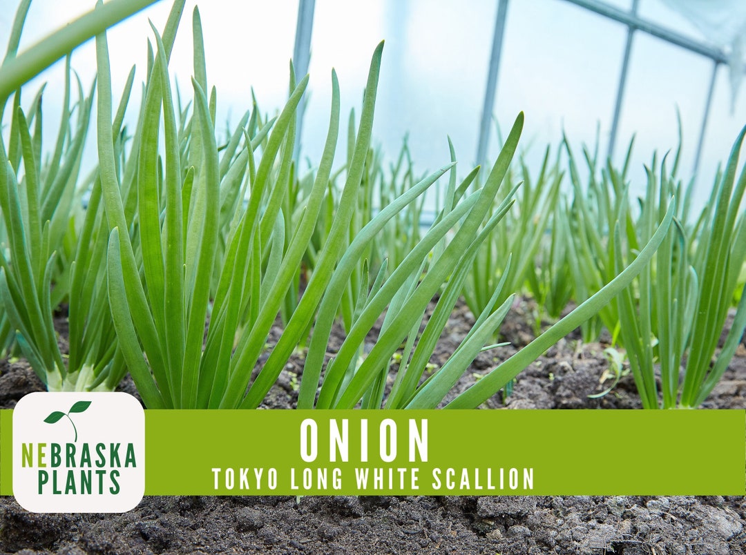 Scallion Seeds Tokyo Long White Bunching Onion Heirloom Seeds - Etsy