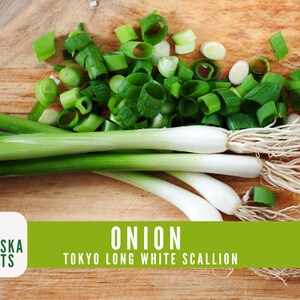 Scallion Seeds Tokyo Long White Bunching Onion Heirloom Seeds - Etsy